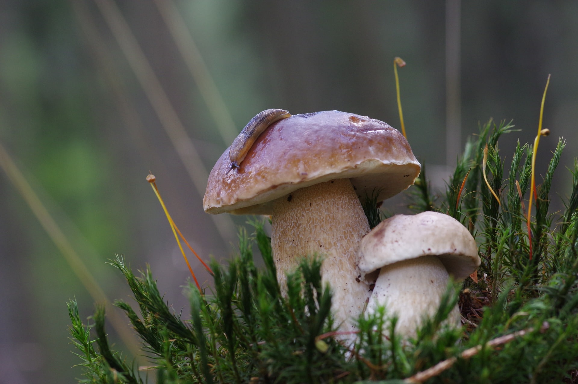 C'est la saison des champignons - COFORET